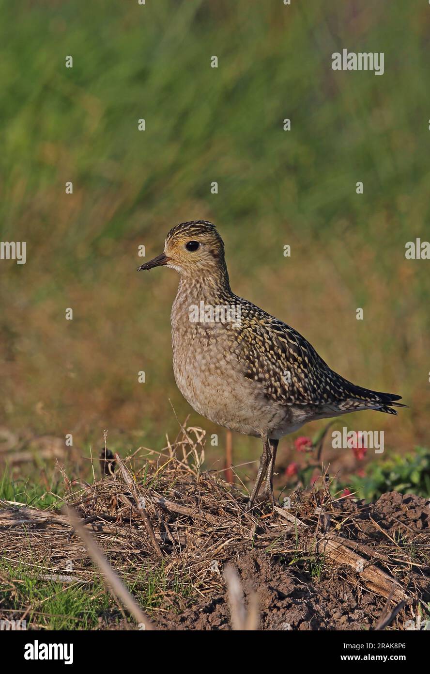 European Golden Plover (Pluvialis apricaria) first winter standing in ...