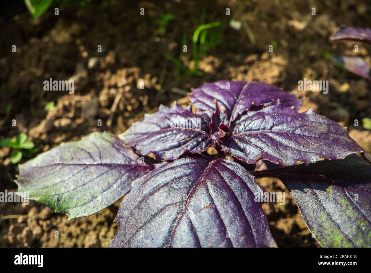 Stem and leaves of basil close-up in the farm. Fresh natural food crops. Gardening concept ...