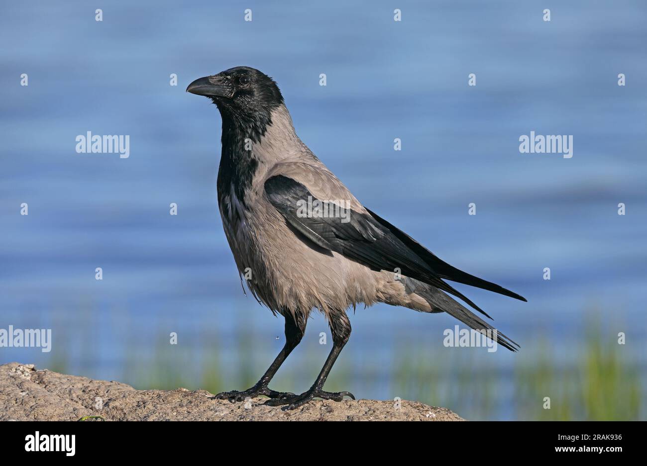 Hooded crow, water background Stock Photo - Alamy
