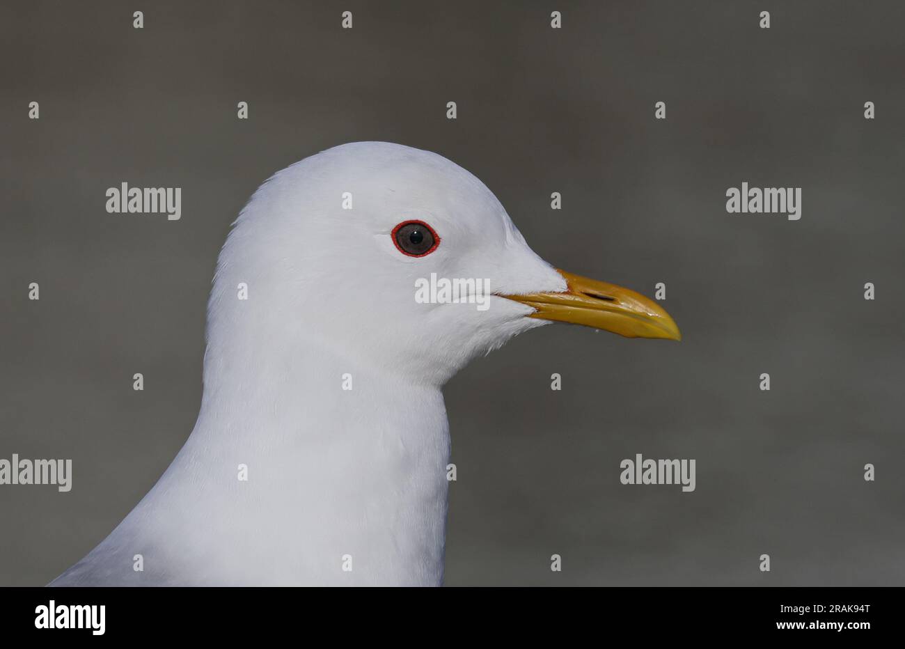 Common gull head, close up, side on Stock Photo - Alamy