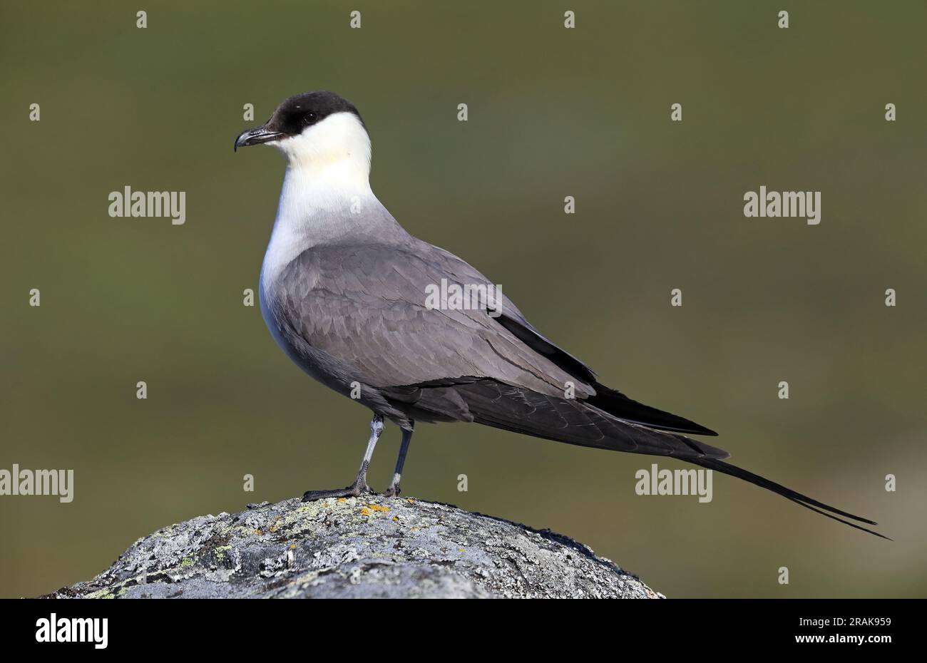 Long-tailed jaeger standing on stone, clean green background Stock ...