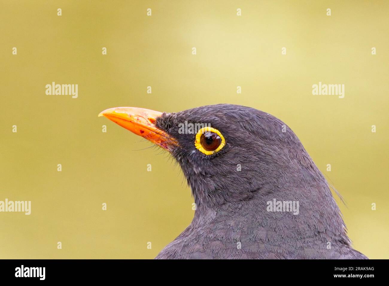 Great Thrush (Turdus fuscater), close portrait, Botanic Gardens, Bogota ...