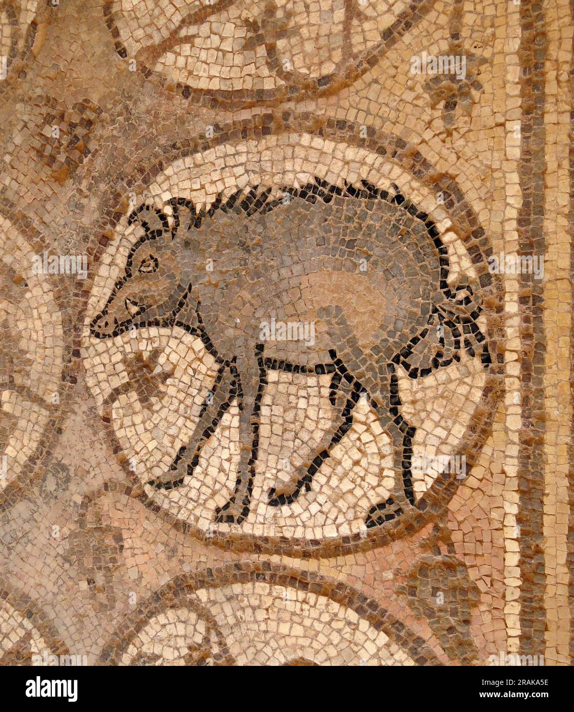 Mosaic of a Wild Boar on the Northern Aisle Floor of the Byzantine ...