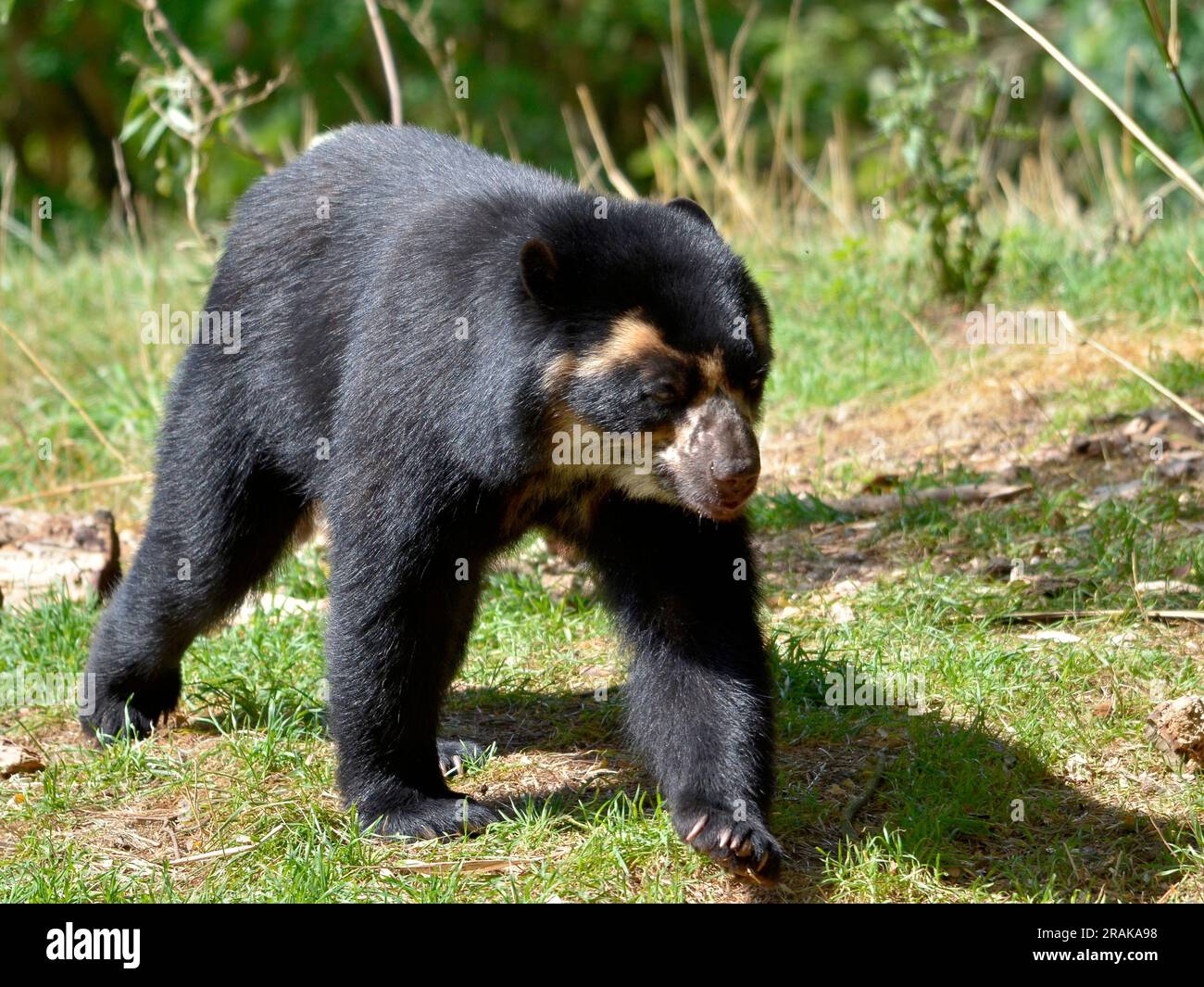 Andean bear (Tremarctos ornatus) also known as the spectacled bear and ...