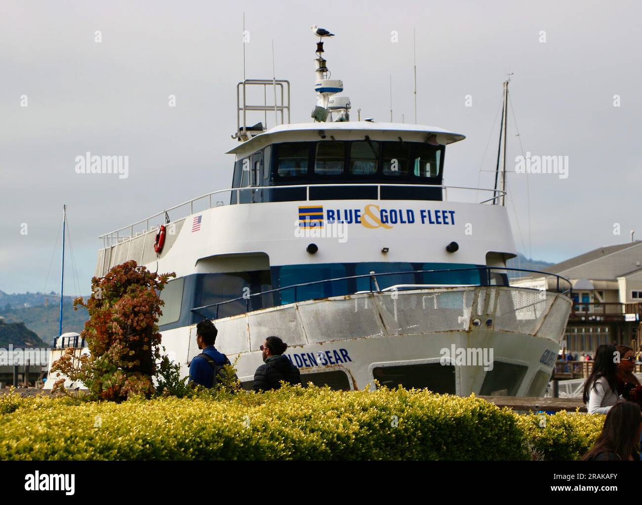 Golden bear ferry hi-res stock photography and images - Alamy