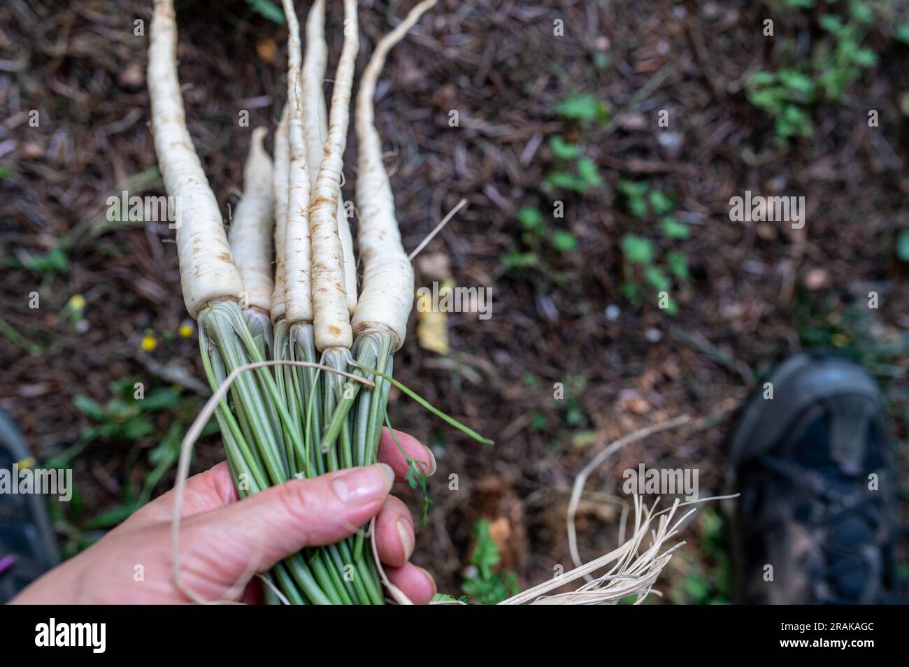 Fresh root parsley holding by a woman's hand outside in the garden ...