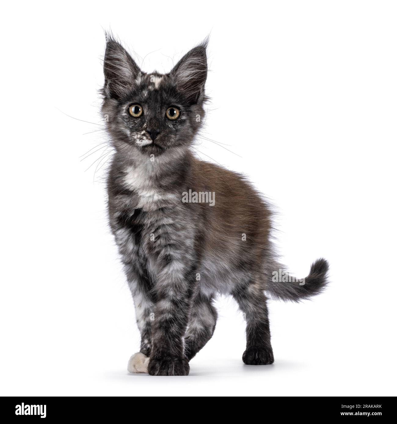 Cute black smoke tortie Maine Coon cat kitten, standing up proud side ...