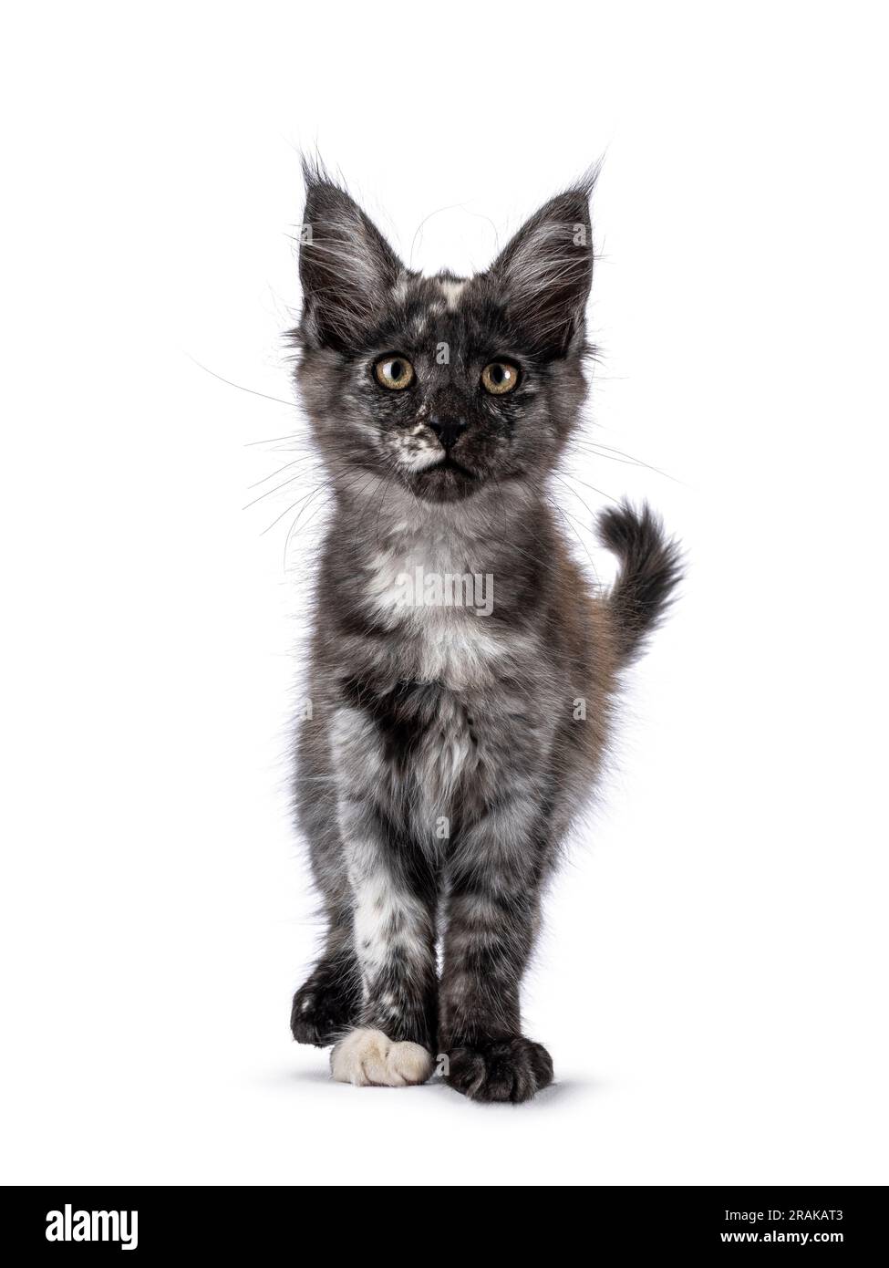 Cute black smoke tortie Maine Coon cat kitten, walking proud towards ...