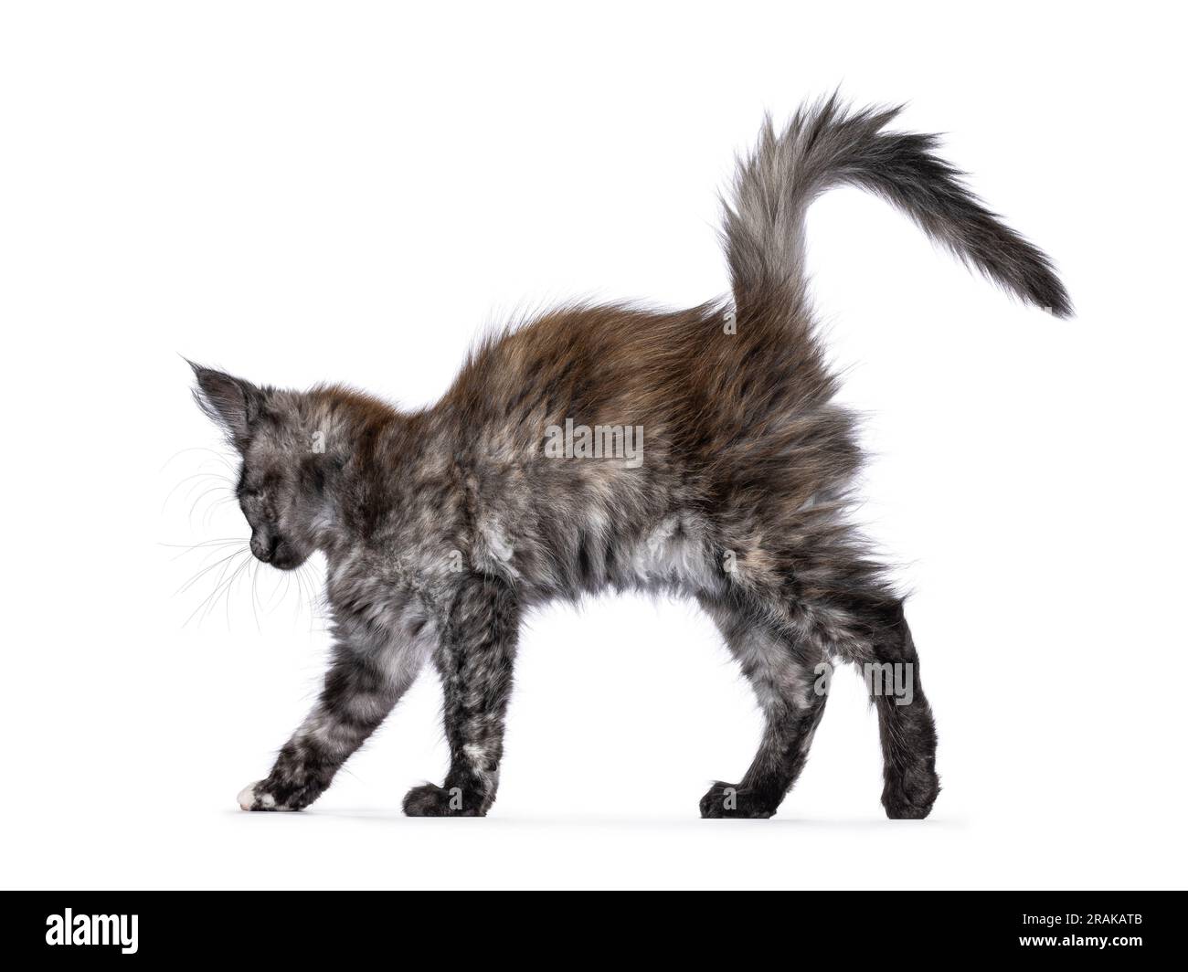 Cute black smoke tortie Maine Coon cat kitten, walking side ways ...