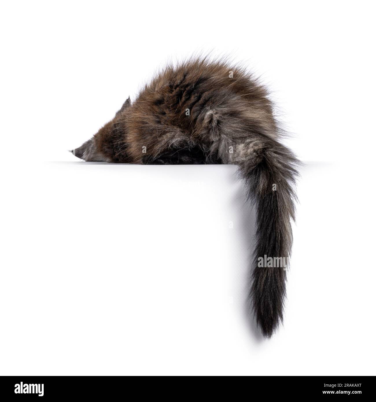 Cute black smoke tortie Maine Coon cat kitten, laying down backwards on ...