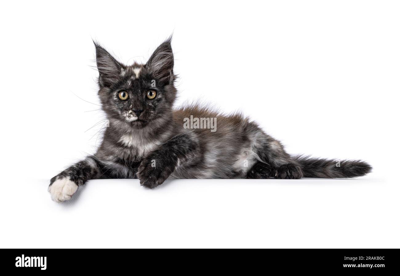 Cute black smoke tortie Maine Coon cat kitten, laying down side ways ...