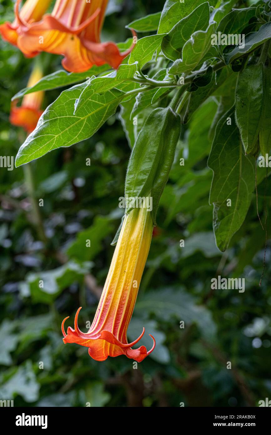 Flowering Red Floripontio or Red Angel‘s trumpet (Brugmansia sanguinea ...