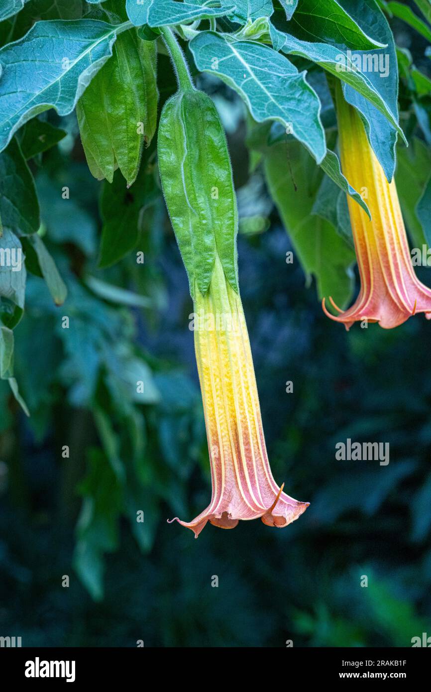 Flowering Red Floripontio or Red Angel‘s trumpet (Brugmansia sanguinea ...