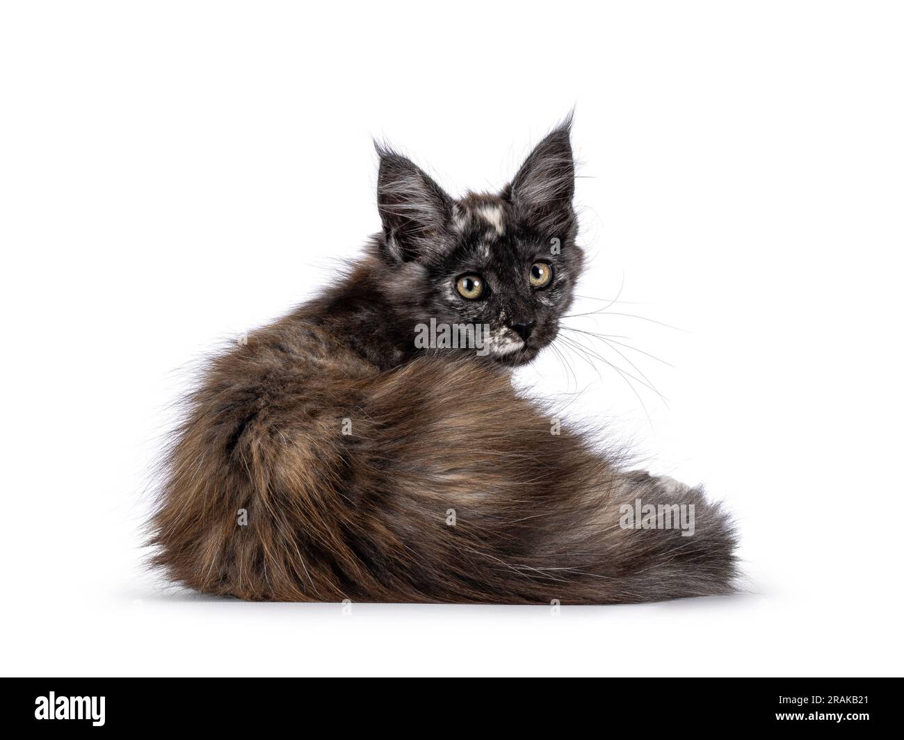 Cute black smoke tortie Maine Coon cat kitten, laying down backwards ...
