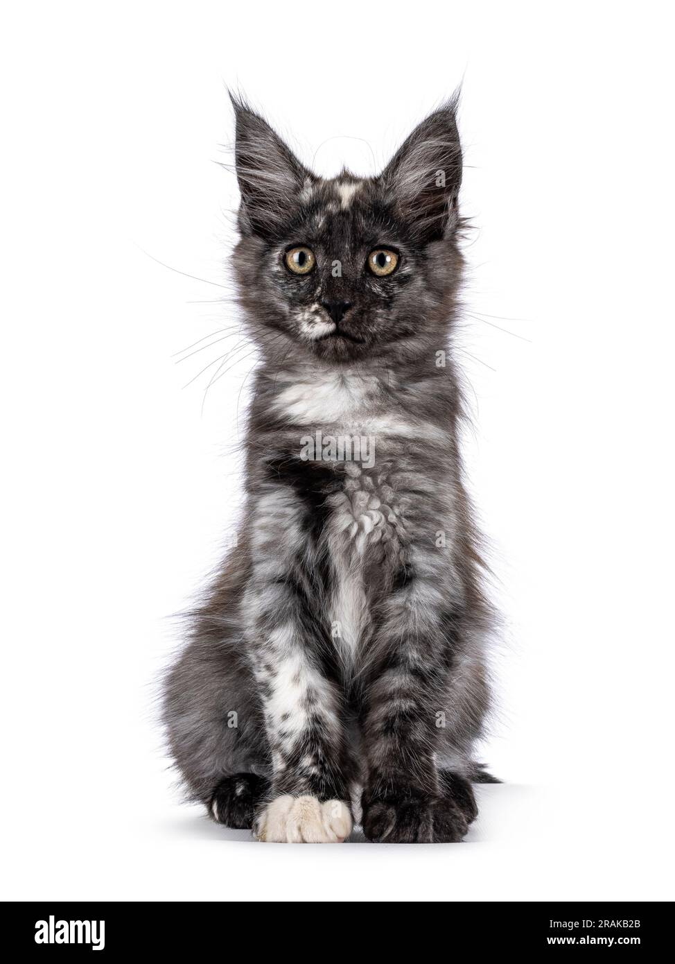 Cute black smoke tortie Maine Coon cat kitten, sitting up facing front ...
