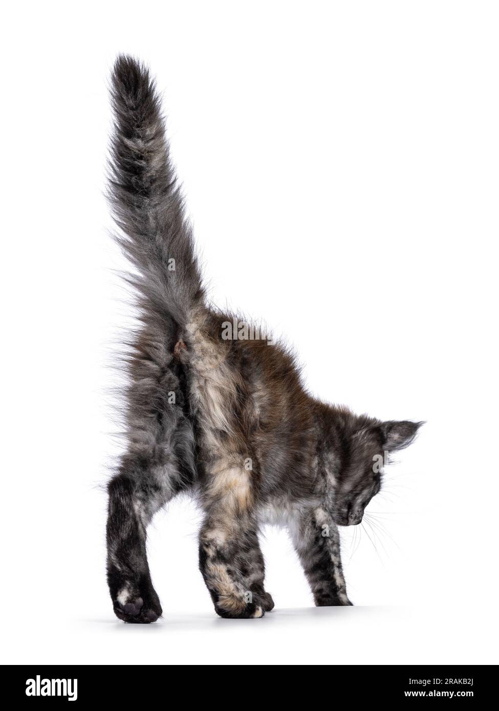 Cute black smoke tortie Maine Coon cat kitten, walking away from camera ...