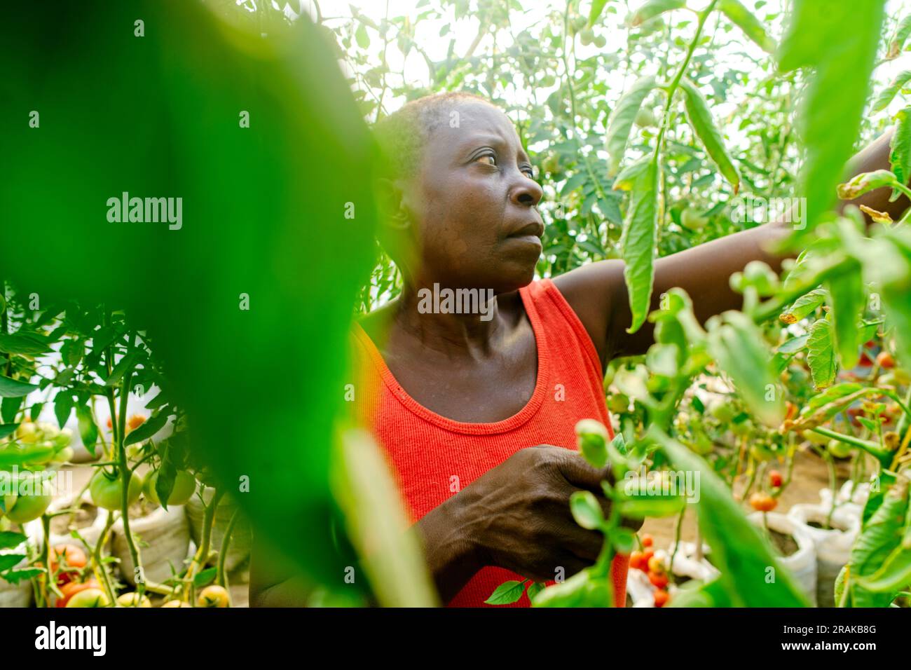 Farmer fruit picker woman harvest hi-res stock photography and images ...