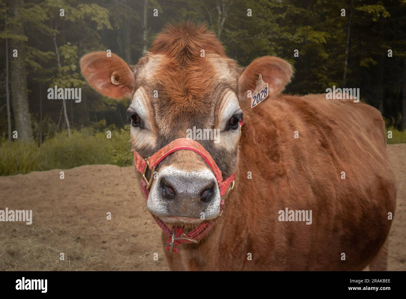 Moo cow hi-res stock photography and images - Alamy
