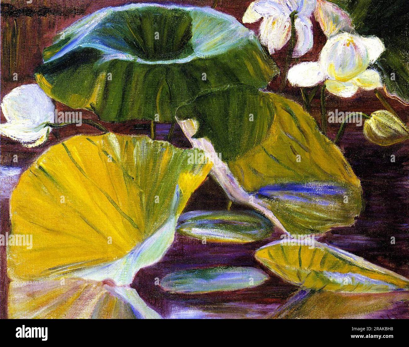 Lotus Flowers [Oya, Japan] 1900 by Lilla Cabot Perry Stock Photo - Alamy