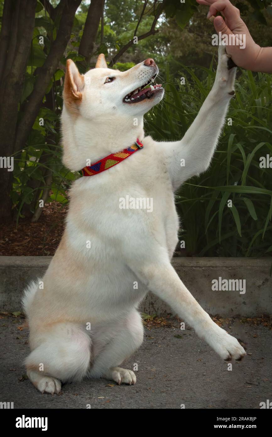 Japanese Shiba Inu dog, on the ground, giving the paw and looking up ...