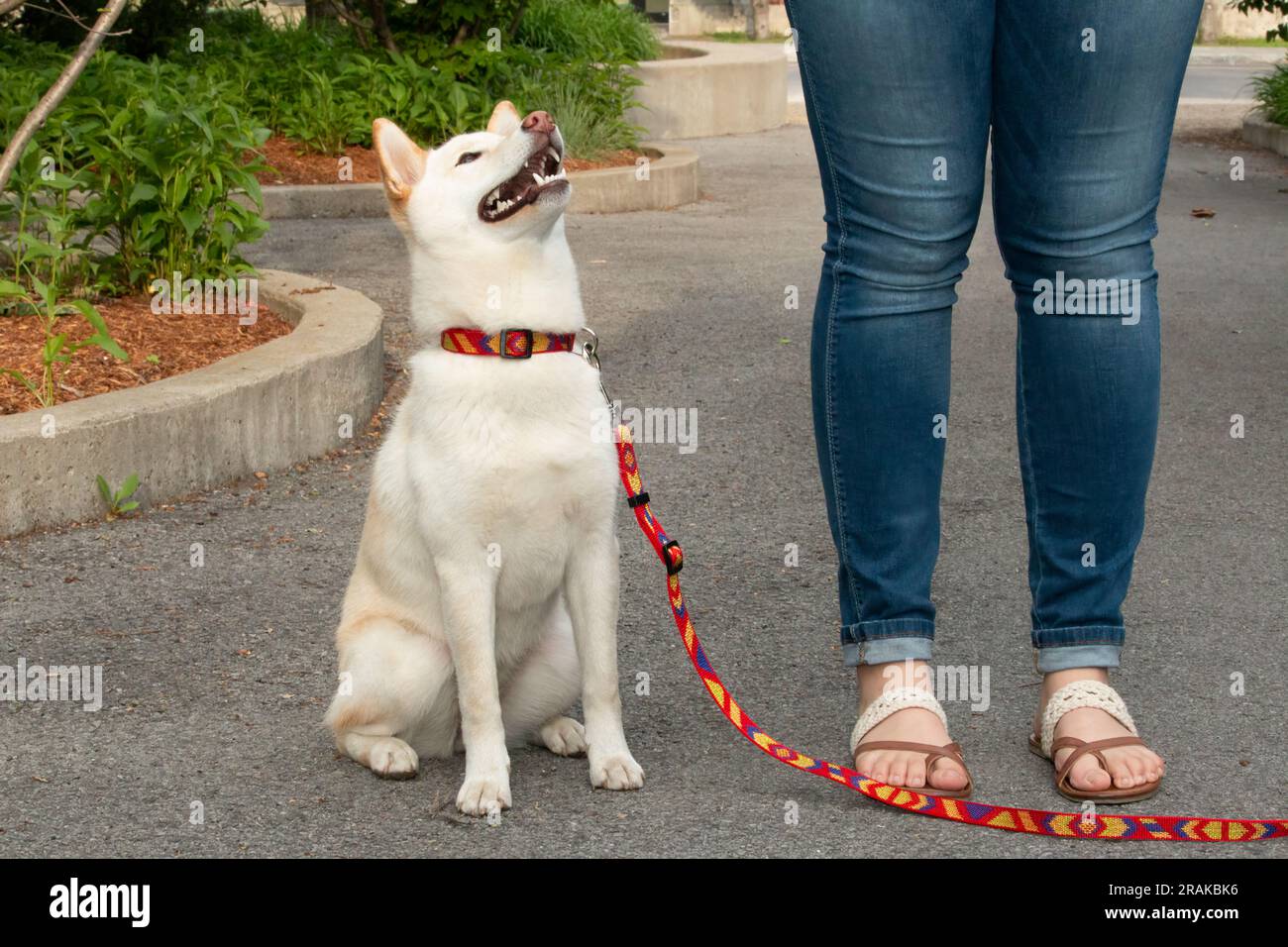 Shiba Inu dog on leash in front of woman's legs Stock Photo - Alamy