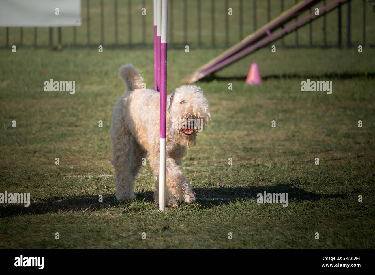 Wheaten terrier puppy hi-res stock photography and images - Alamy