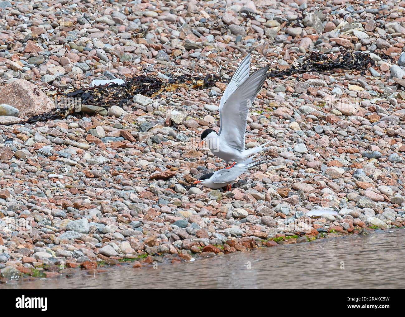 Tern common (Sterna hirundo), pair mating on pebble beach, The Blade ...
