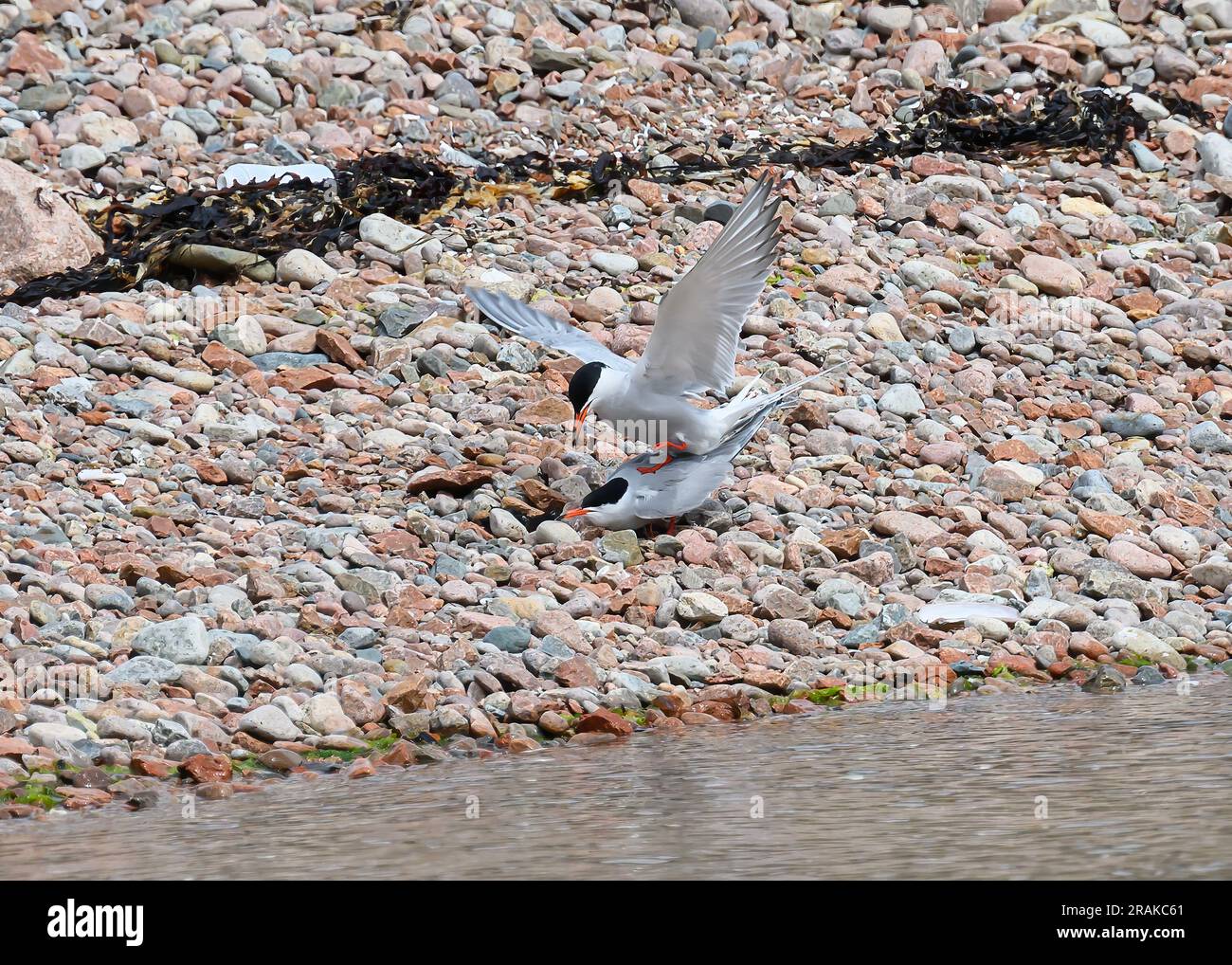 Tern common (Sterna hirundo), pair mating on pebble beach, The Blade ...
