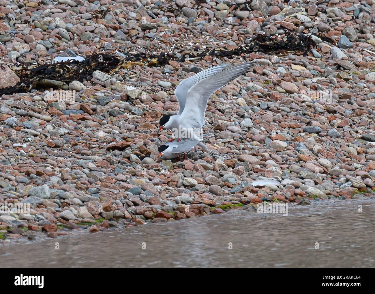 Tern common (Sterna hirundo), pair mating on pebble beach, The Blade ...