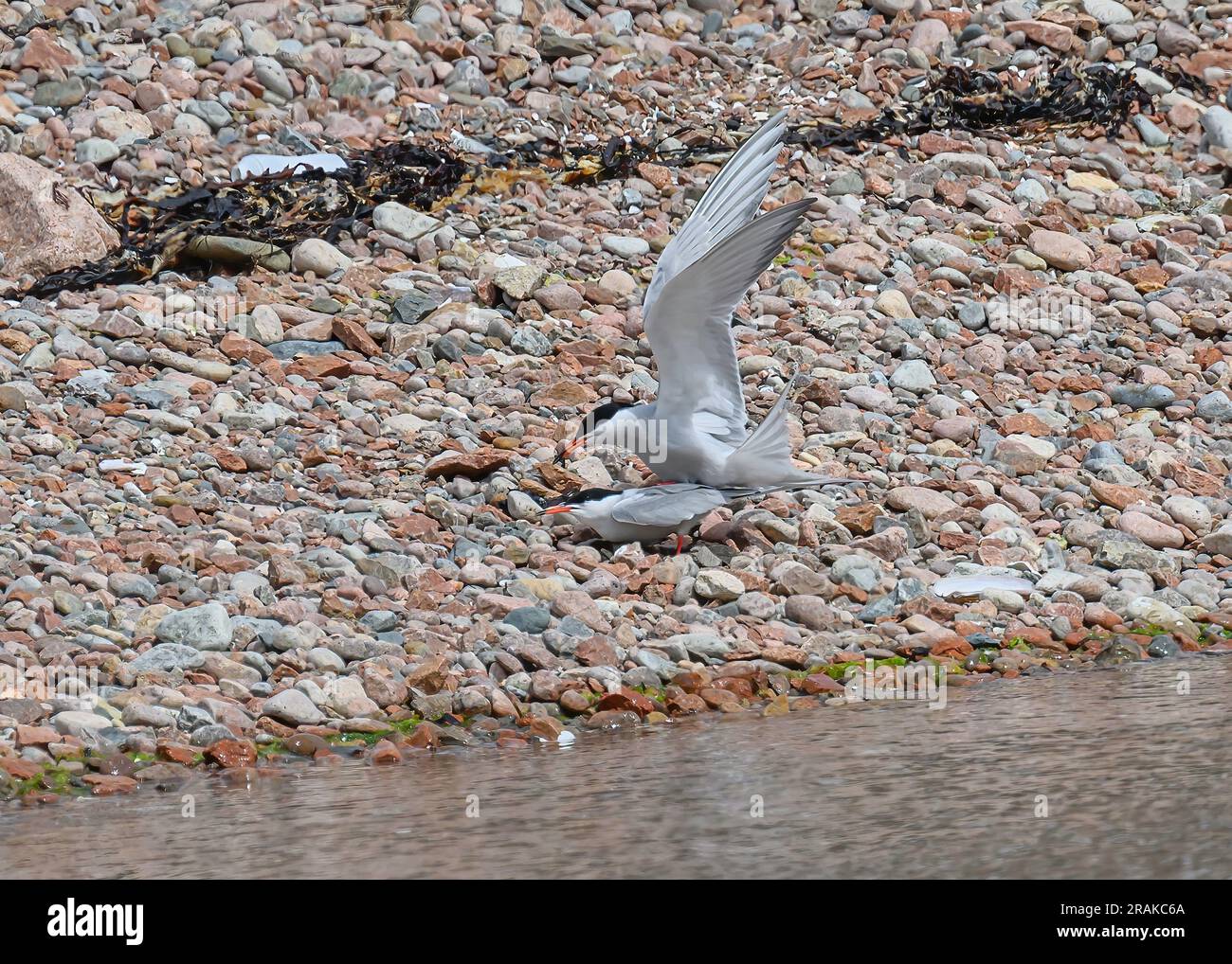 Tern common (Sterna hirundo), pair mating on pebble beach, The Blade ...