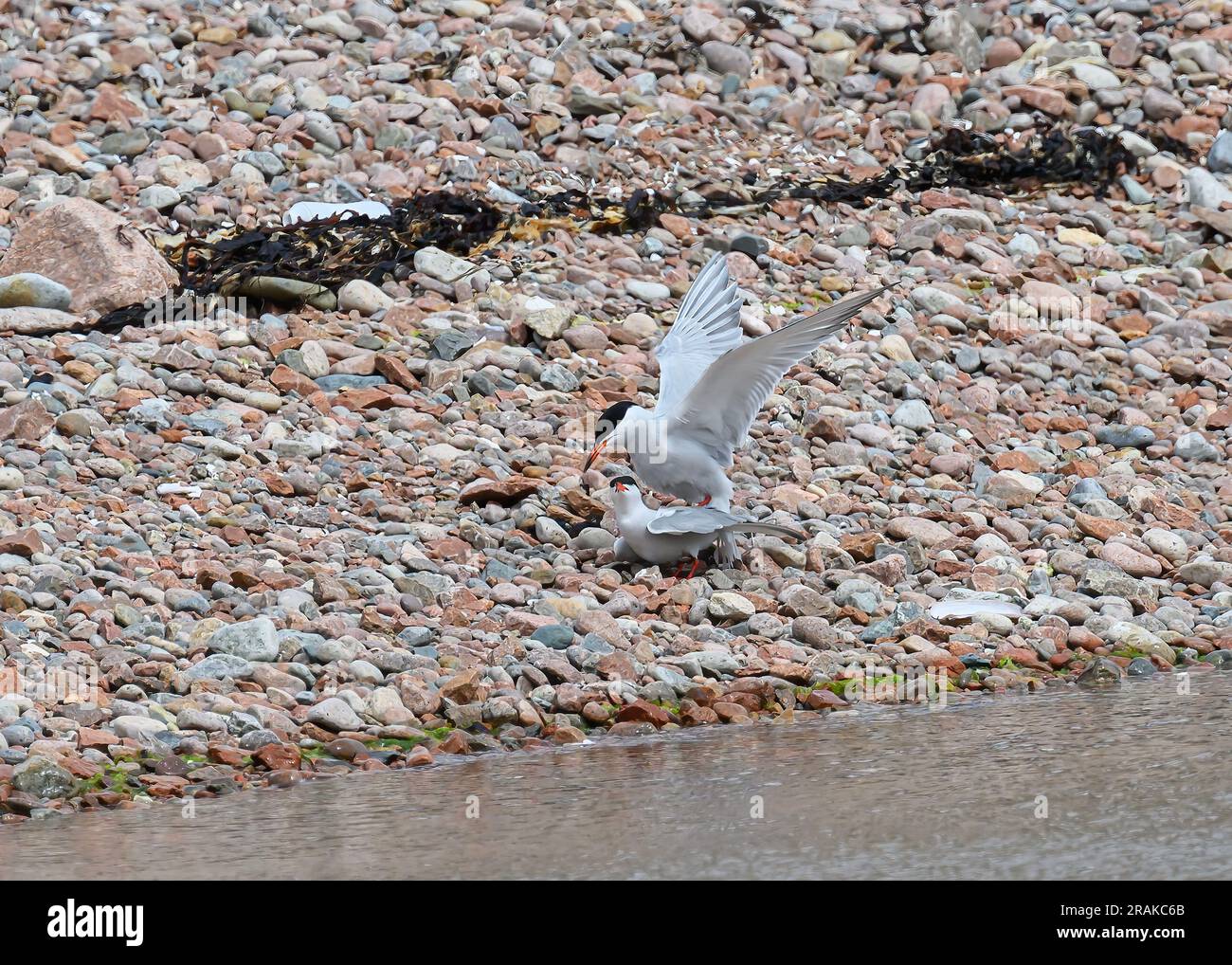 Tern common (Sterna hirundo), pair mating on pebble beach, The Blade ...