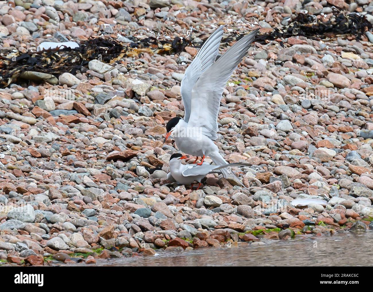Tern common (Sterna hirundo), pair mating on pebble beach, The Blade ...