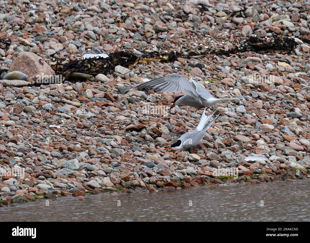 Tern common (Sterna hirundo), pair mating on pebble beach, The Blade ...
