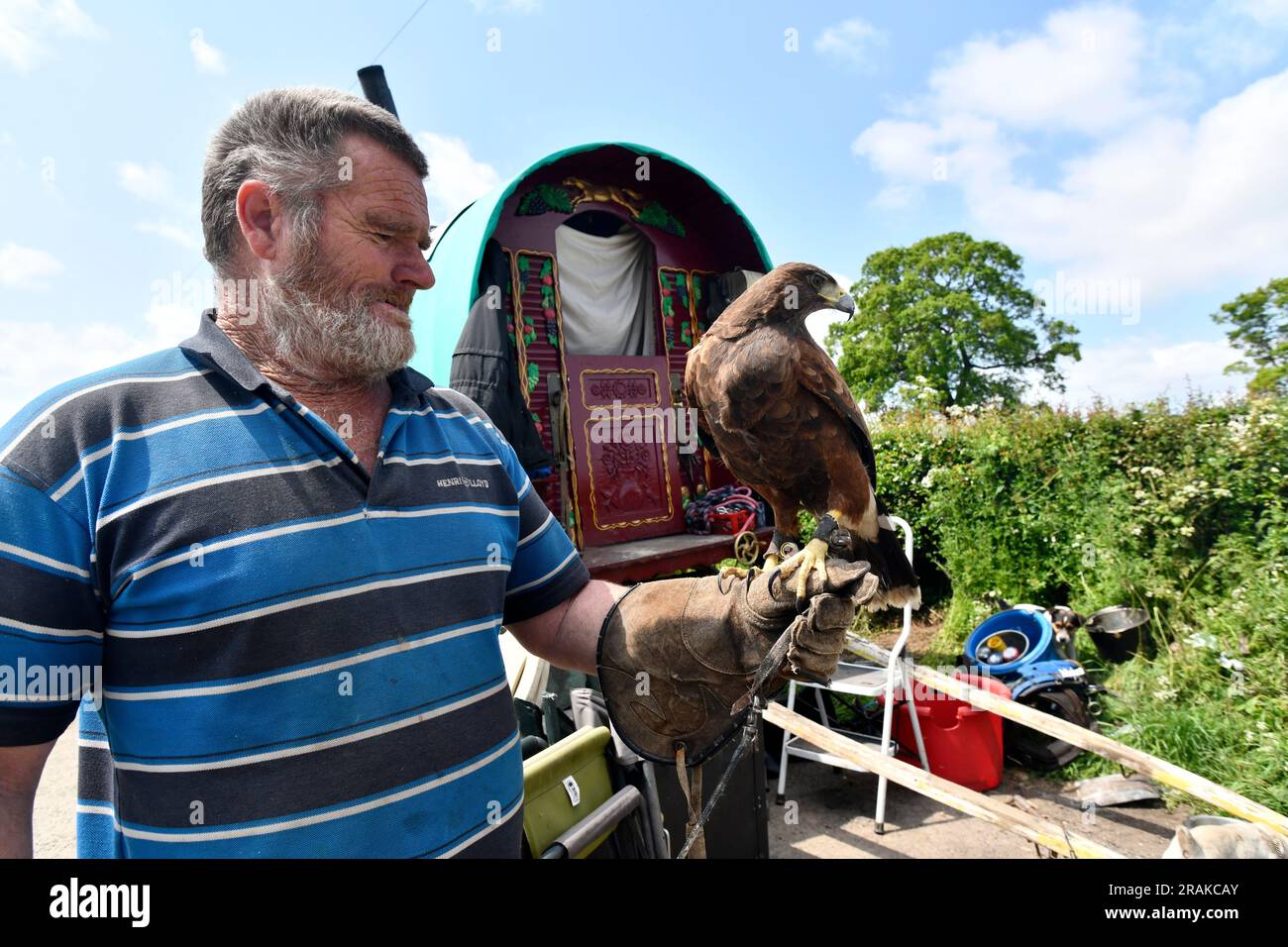 Romany traveller with one of his Harris Hawks used for hunting for food ...