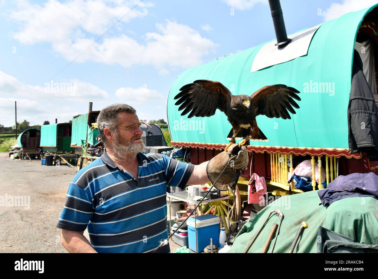 Romany traveller with one of his Harris Hawks used for hunting for food ...