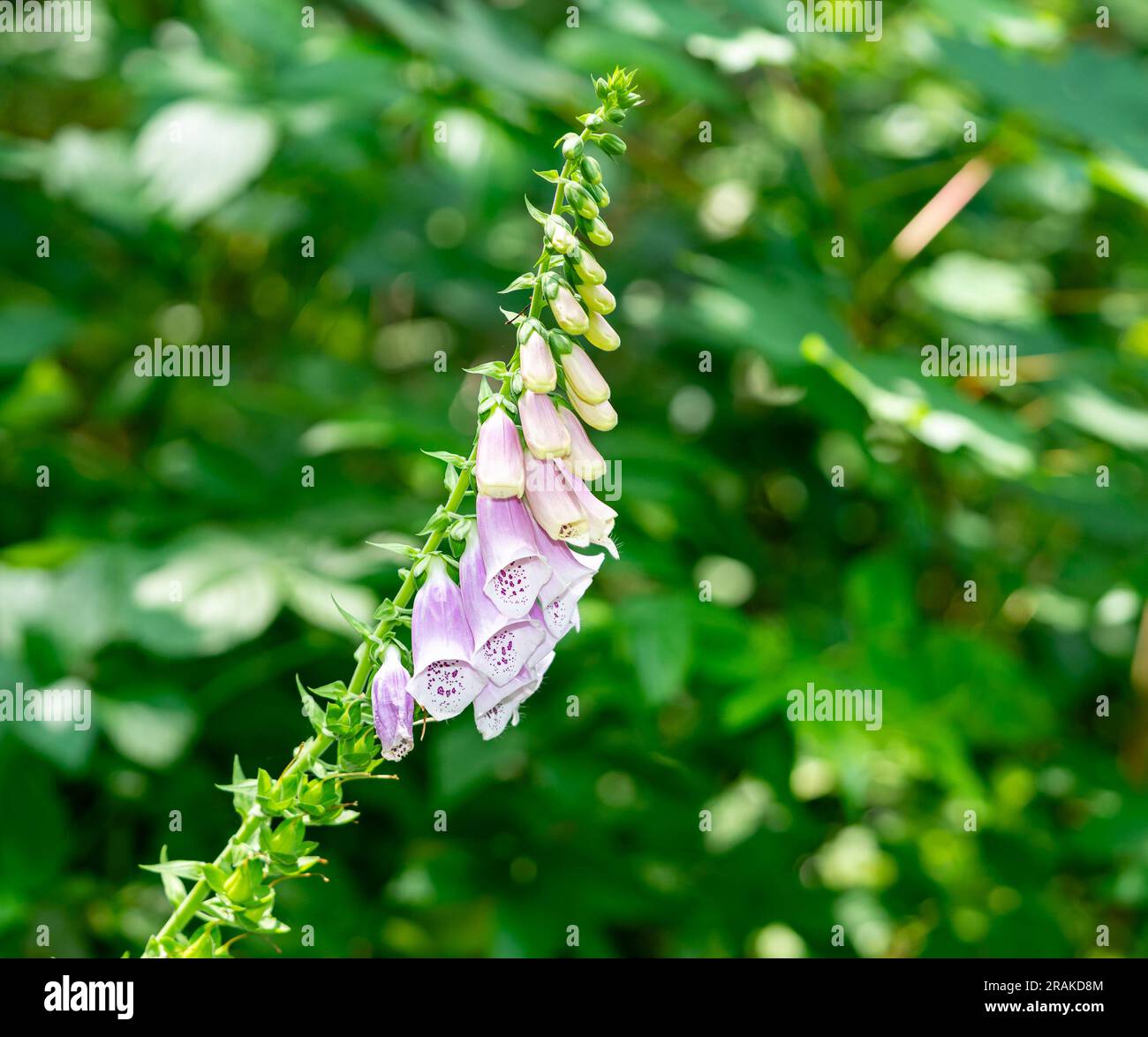 Foxglove tree in spring hi-res stock photography and images - Alamy