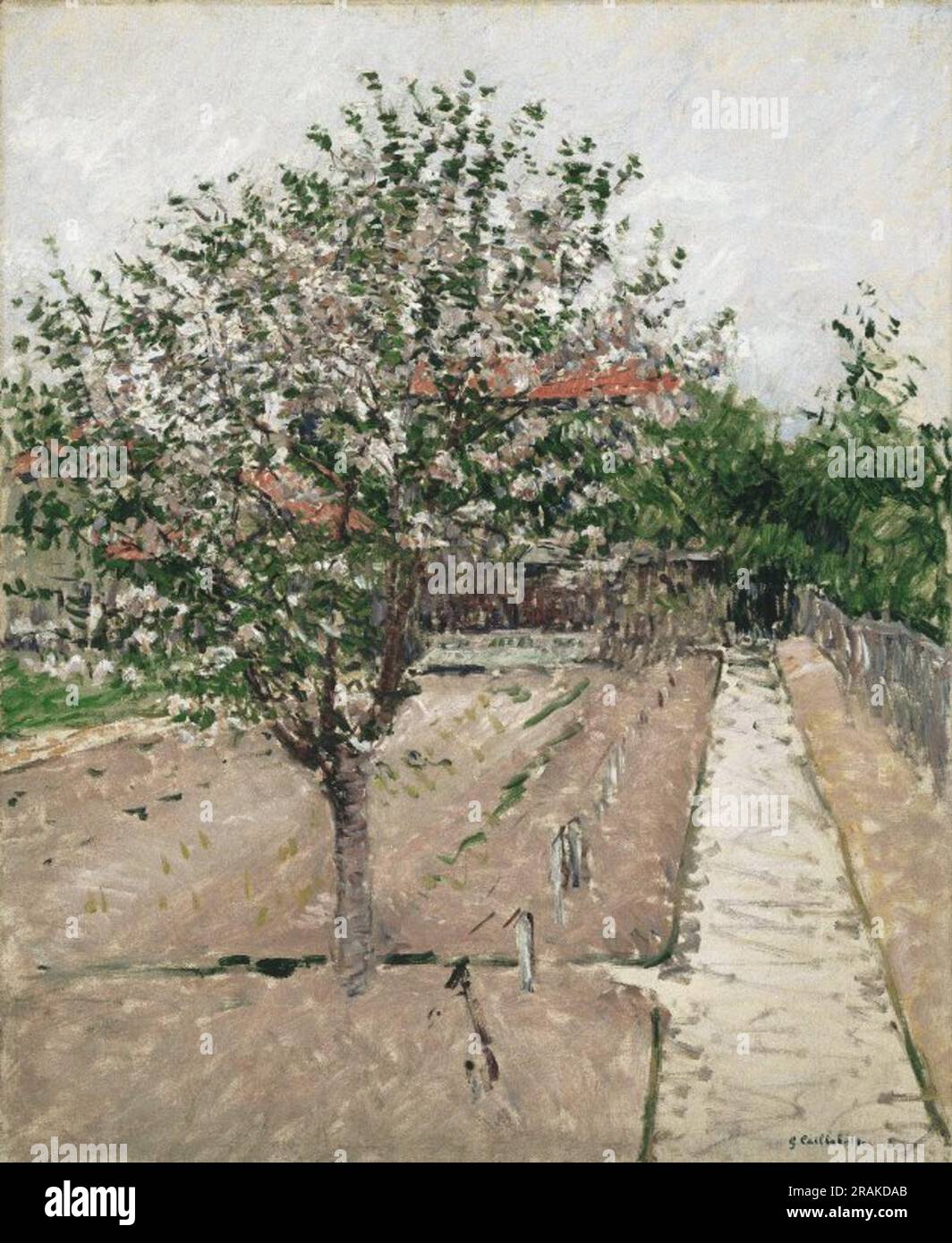 Apple Tree in Blossom 1885 by Gustave Caillebotte Stock Photo - Alamy