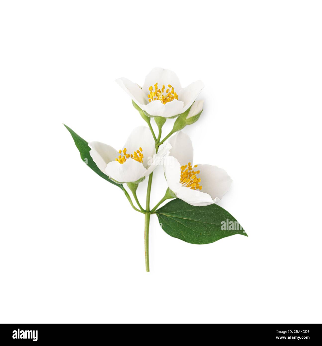 Jasmine tree tree top Cut Out Stock Images & Pictures - Alamy
