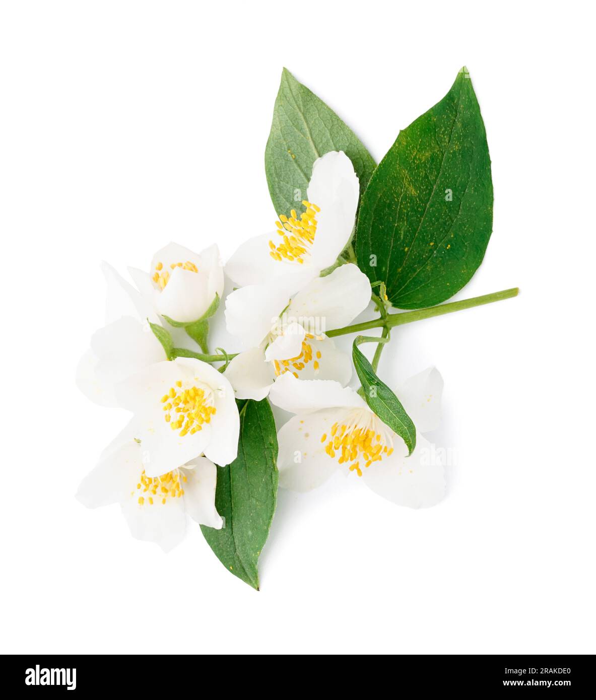 Jasmine tree tree top Cut Out Stock Images & Pictures - Alamy