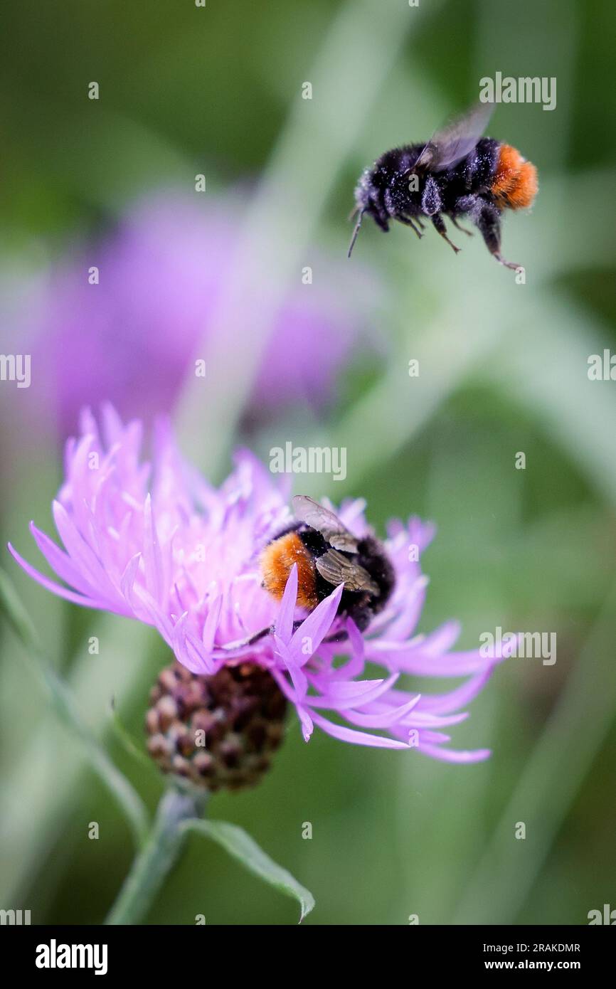 Planting stops hi-res stock photography and images - Alamy