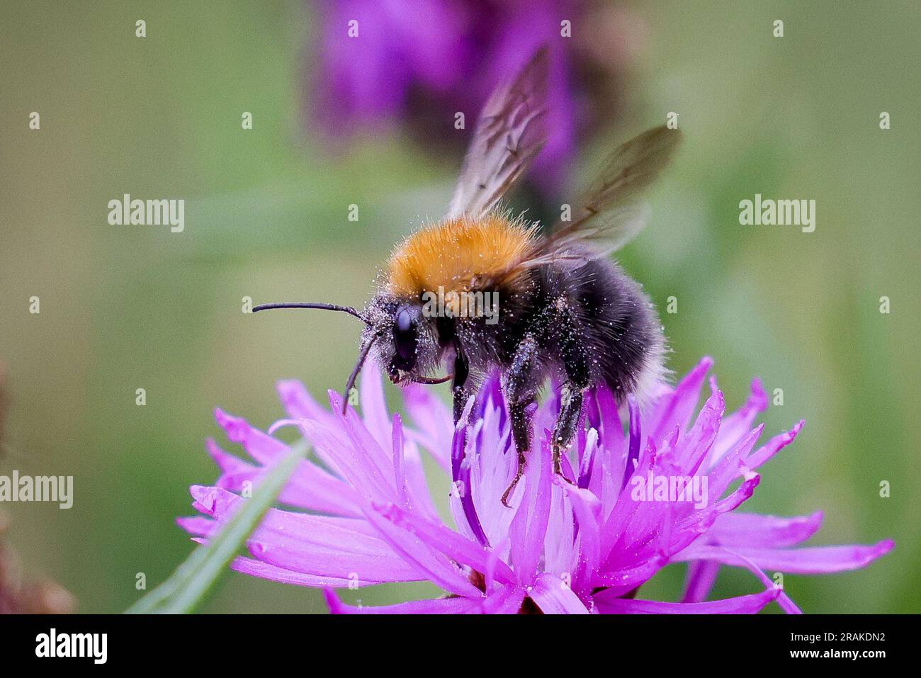 Hamburg, Germany. 04th July, 2023. A wild bee sits on a flower in a ...