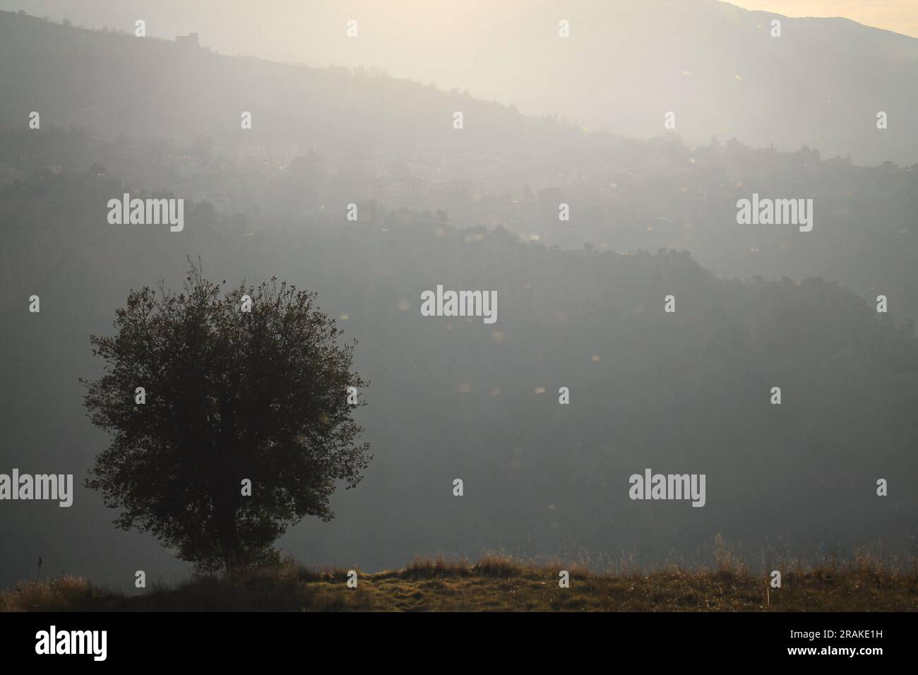 A lone tree with sunset light and flies flying mamidts the rays Stock ...
