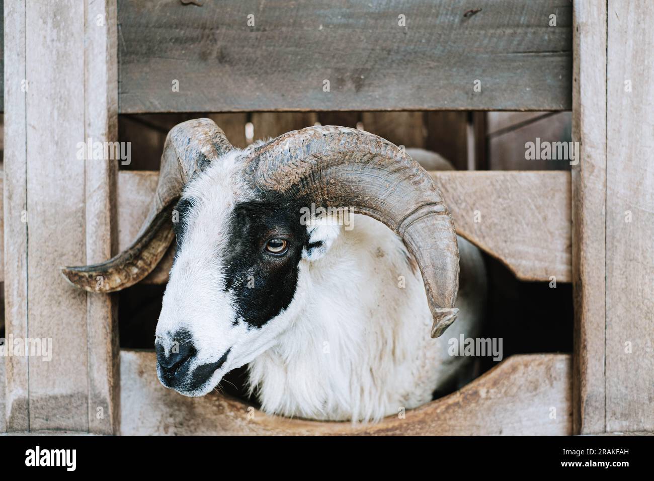 Close-up shot of an adult Chois Sheep head placed in a barn Stock Photo - Alamy