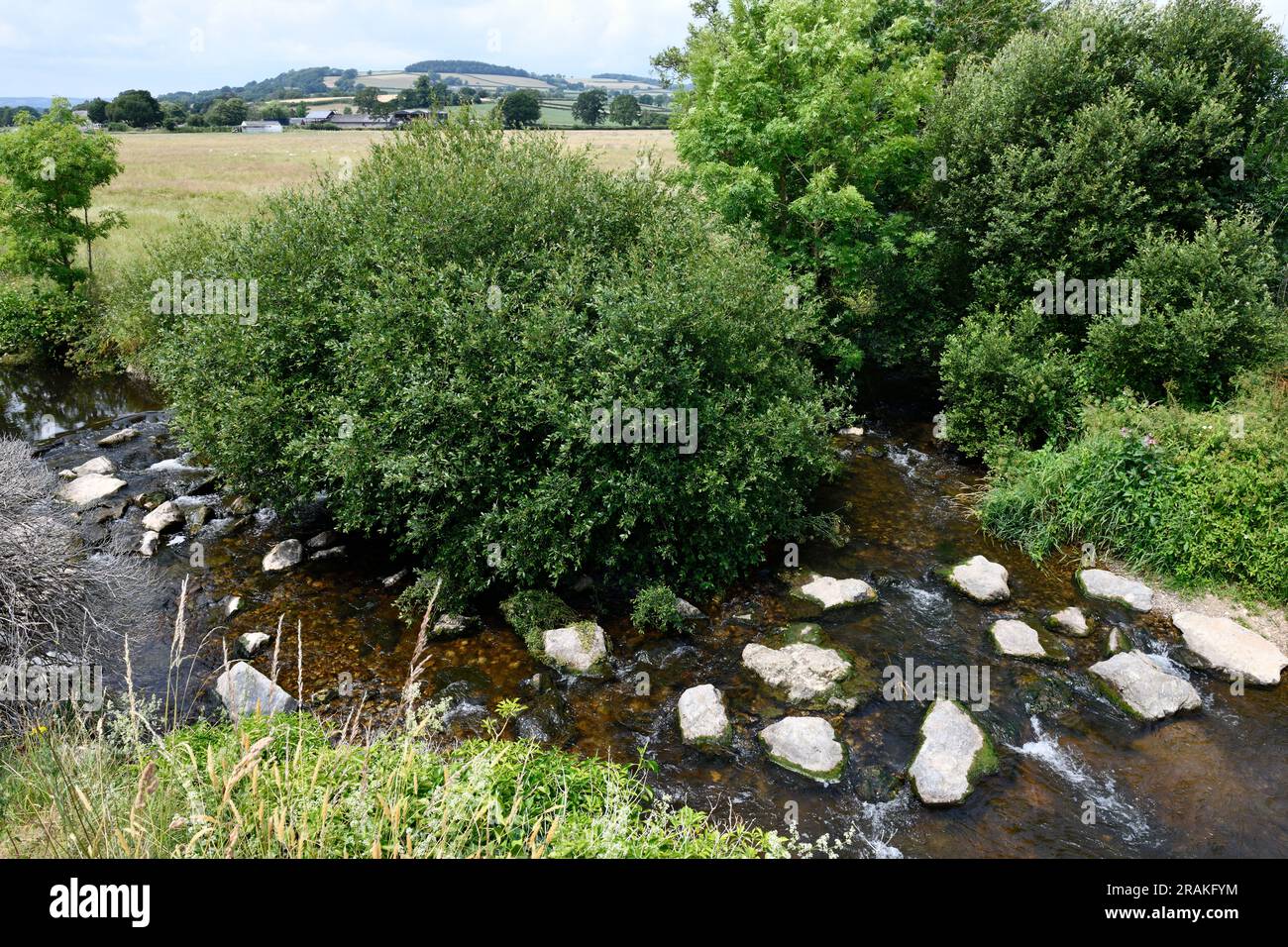 Coly River running through Colyton Town in the Coly Valley East Devon ...