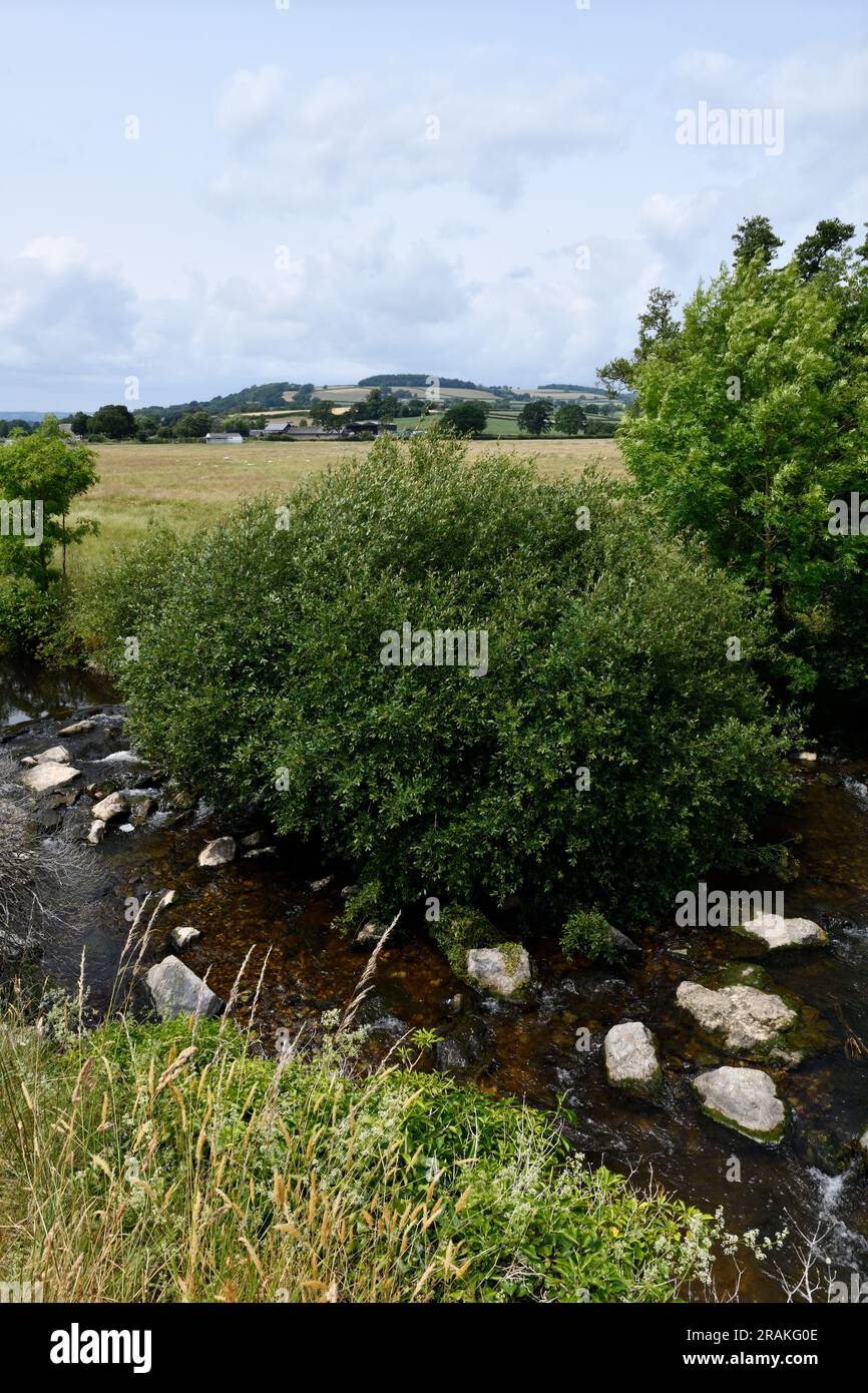 Coly River running through Colyton Town in the Coly Valley East Devon ...