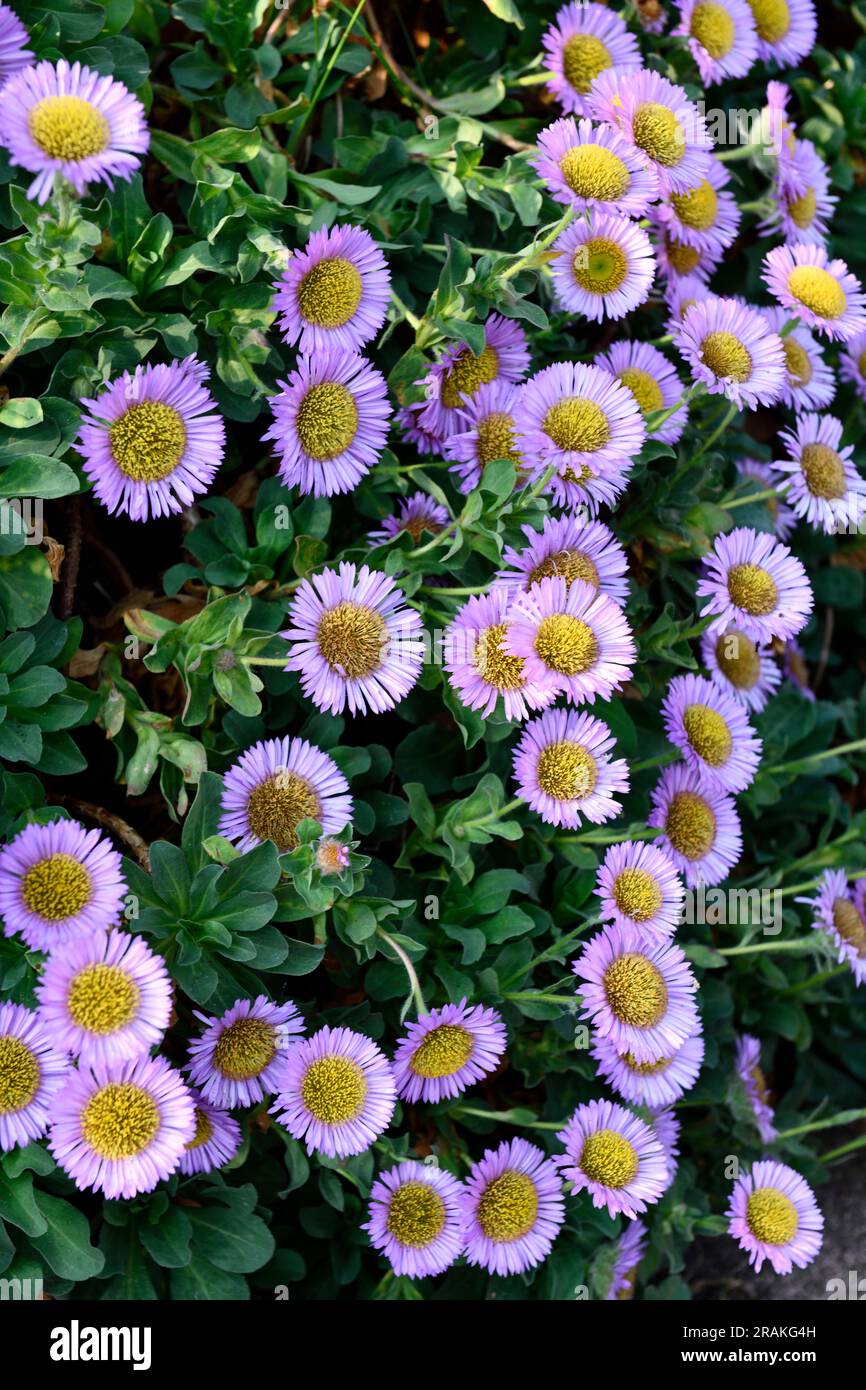 Gardens hi res hi-res stock photography and images - Alamy