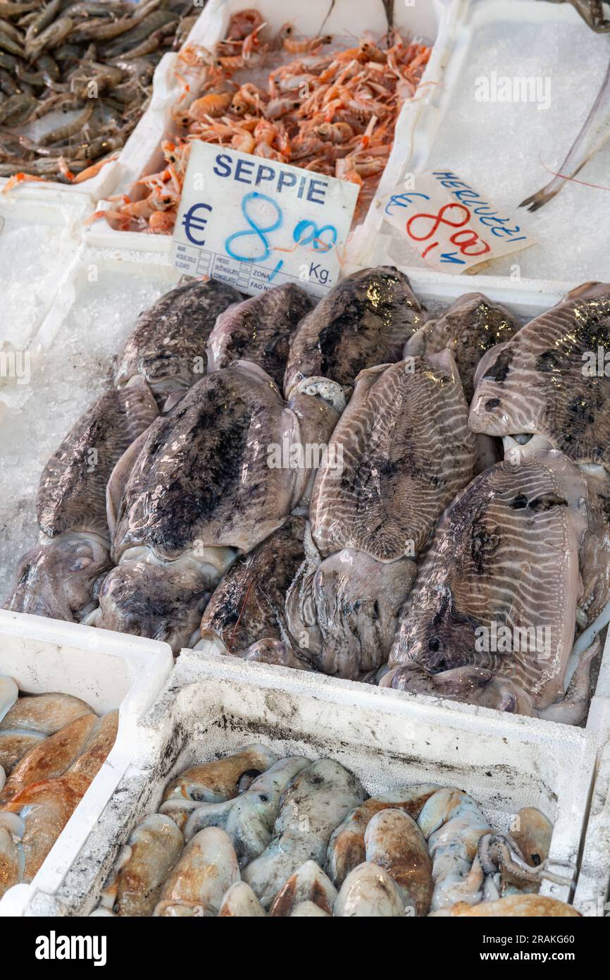 Fresh cuttlefish (seppi) sold at the fish market with price, nobody ...