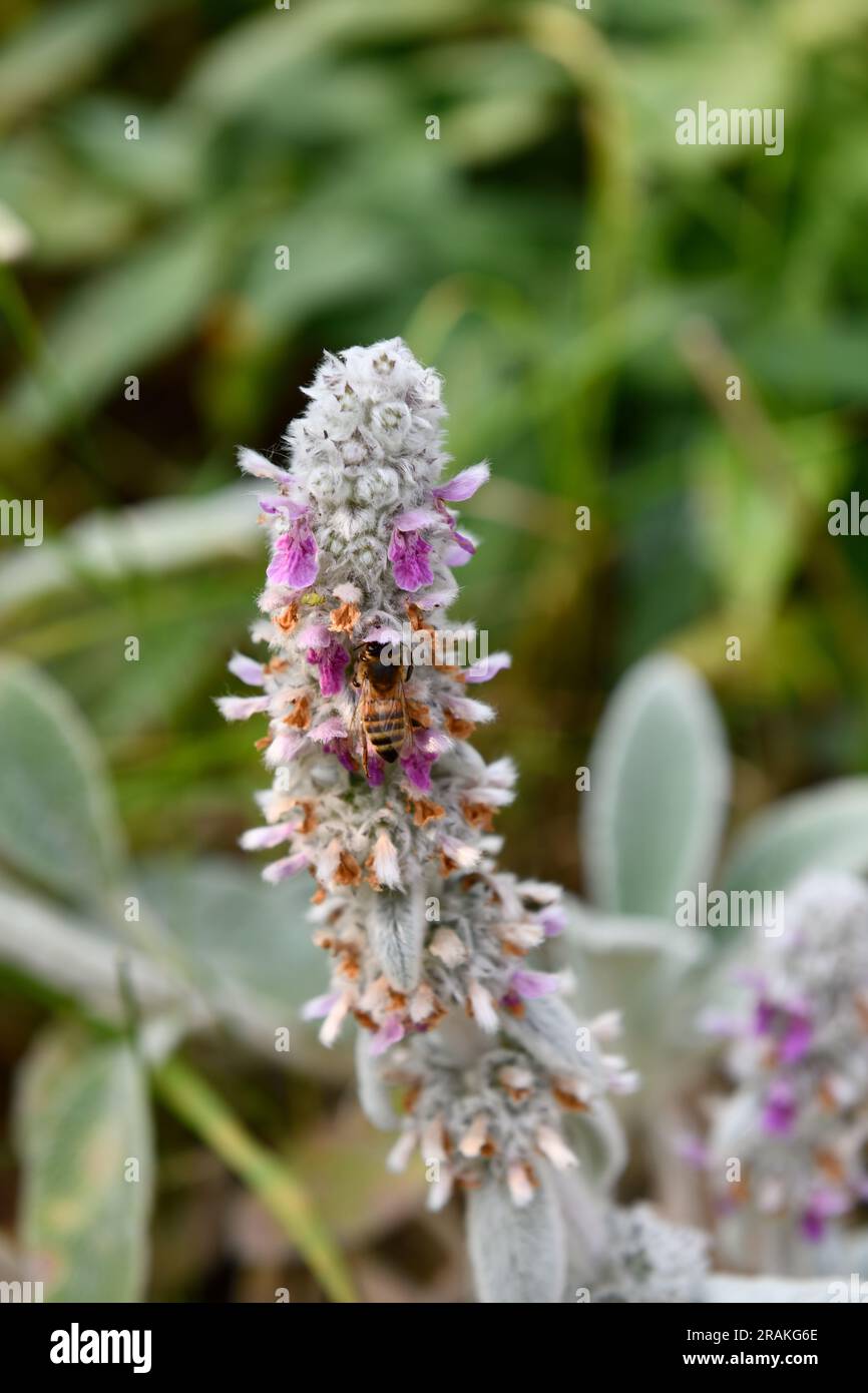 Honey Bee (Apis mellifera) on buddlea (buddleja) Flower Hook Norton ...