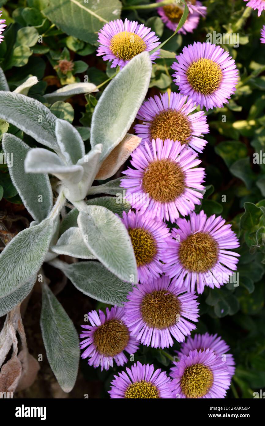 Gardens hi res hi-res stock photography and images - Alamy