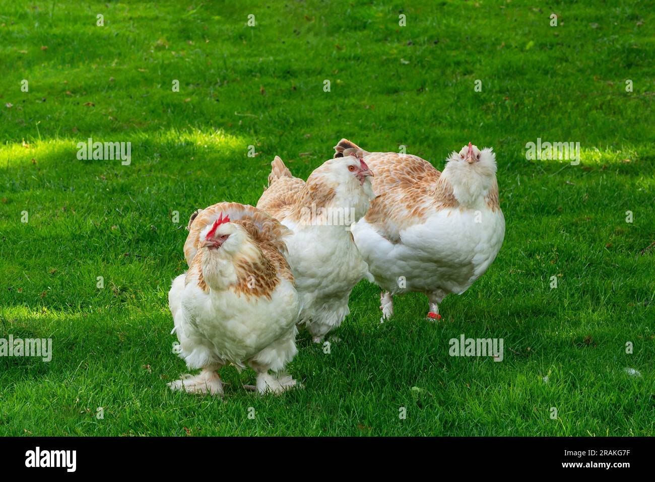 German chicken breed hi-res stock photography and images - Alamy